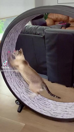 1.9M views · 202K reactions | Just a cat and her wheel #savannahcat #catwheel #exercise | Leanne Wilson | Facebook