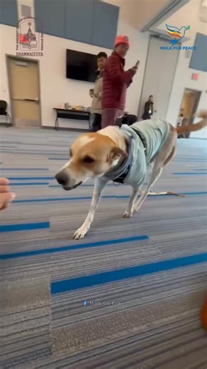 🐾Aloka Update: Reunion & Facebook Blue Badge Today is a day of double blessings! Our hearts are overflowing as our brave Aloka is finally back where he belongs. As we stopped for lunch, the reunion we have all been praying for finally happened. He is finally home. But the joy didn't stop there! At the very same moment Aloka stepped back into our arms, we received wonderful news: the Aloka the Peace Dog Facebook page has officially been granted the Blue Badge! After days of waiting, Facebook app