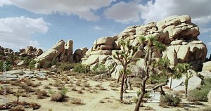Landscape view of Joshua Tree National Park with Yucca and Joshua Tree. Desert view, cholla cactus garden.