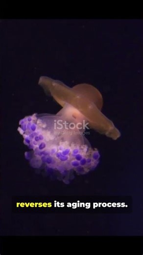 This Animal Technically Can’t Die #shorts #wildlife #animalfacts