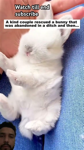 Couple Rescues Tiny Bunny – Heartwarming Moment 🐰❤️#respect #animals #shorts #humanity