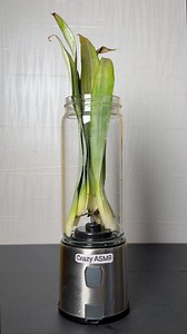 7.6K views · 40 reactions | Pineapple Crown vs Mini Blender 勞 | Crazy ASMR | Facebook