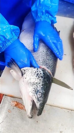 How to Fillet a Giant Salmon | Expert Fish Cutting Skills #fishfilleting #salmonfillet #satisfying