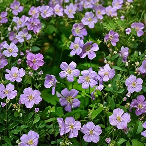 Maculatum Geranium 25 graines pour le jardin | Fleur vivace rose pourpre géranium sauvage - Etsy France