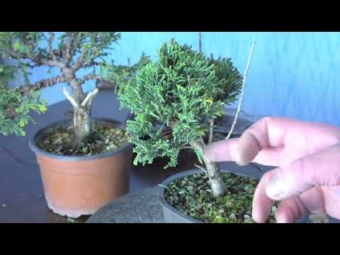 Tuning my Cypress bonsai trees