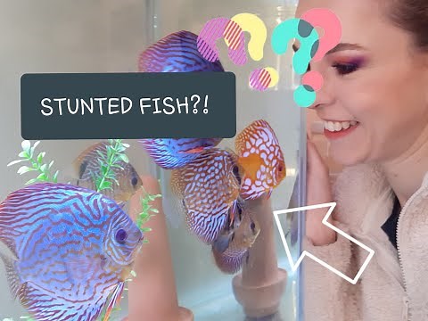 Stunted discus: How and why II DISCUS DIVANA