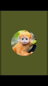 langur voice to scare monkeys | langur hanuman |langur voice#langur #wildlife