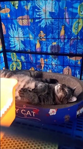 I'm so tired, Dad 😂😻#NongBoomBoom😺💞#shorts