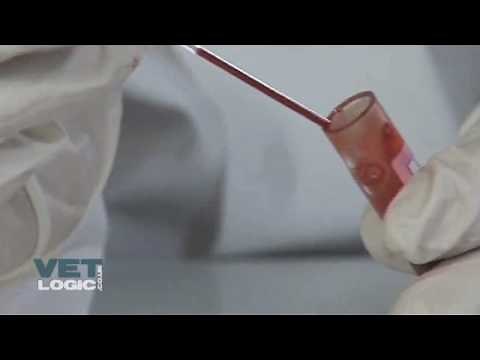 Making a blood smear