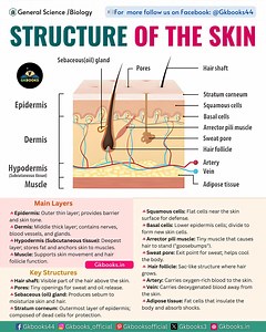22K views · 305 reactions | Structure of the Human Skin #humanskinstructure #biologygk #studywithgkbooks #gkbooks #generalsciencebiology | Gkbooks | Facebook
