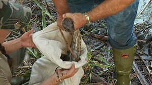 553K views · 10K reactions | Troy and Pickle search for water in order to find more snakes. | Swamp People on History | Facebook