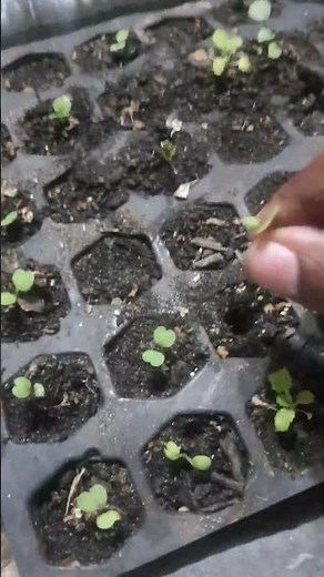 #collards #starting seedlings #mustard greens #planting #transplanting #gardening #how #soil