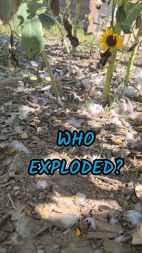 63 reactions · 3 comments | There's been a feather explosion! Follow us @duckberryfarm #feathers #ducklife #duckfarm #smallfarm #womenfarmers #homesteading | Duckberry Farm | Facebook