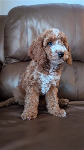 All Grown Up: A Cockapoo's Journey