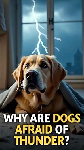 Why Are Dogs Scared of Thunder? ⚡🐶 Explained Simply! #shorts #dogs
