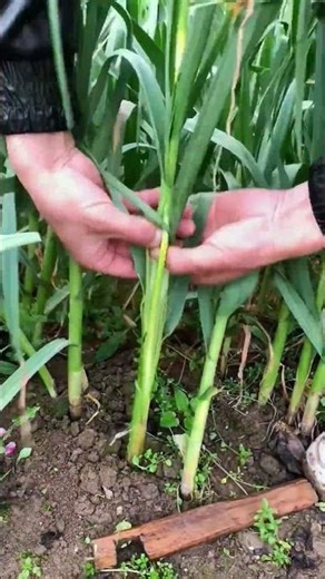 Harvesting and bundling process of fresh garlic seedlings