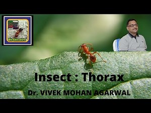 Thorax of Insect (Morphology & Anatomy)