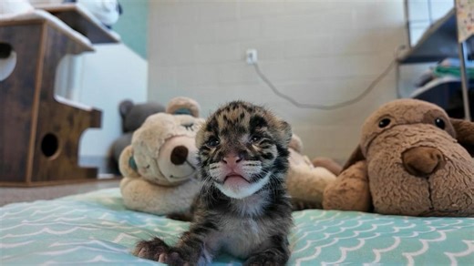 America's zoos experience rare baby boom as spring approaches