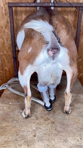 Milking a Goat with a Machine 🐐🍼 So Satisfying!