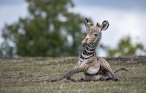 Safari park welcomes two ‘adorable’ rare zebra foals - Horse & Hound