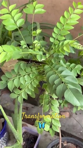 Transformation pupa into beautiful butterfly 🦋