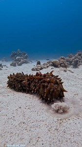 3.4K reactions · 184 shares | Here are 5 fascinating facts about sea...