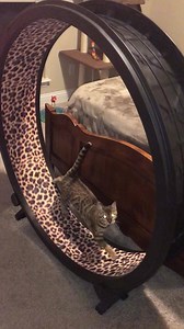 Introducting LOLA on her One Fast Cat Wheel! Good job LOLA, we are glad you are enjoying your new wheel. Pet Parent A. Warfield | One Fast Cat