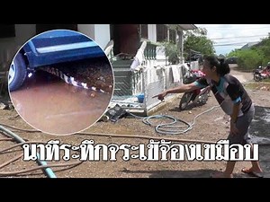 นาทีประจันหน้า! จระเข้จ้องเขมือบหมา ไฟชอร์ตไม่หนี เจ้าของปล้ำสู้