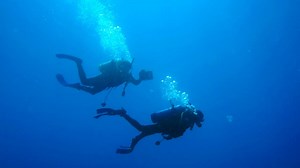 921 reactions · 143 shares | Invisible fish? #UTAustin researchers discovered how fish seem to disappear in the ocean, and the breakthrough could help the military make better camouflage. | The University of Texas at Austin | Facebook