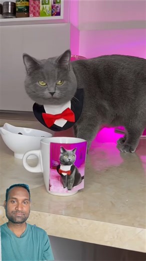 why cat broke the mug #catshorts #catvideos #cutecat