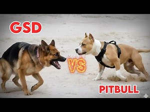 German Shepherd vs Pitbull | Strength, Temperament & Which Dog Is Better? (Full Comparison)