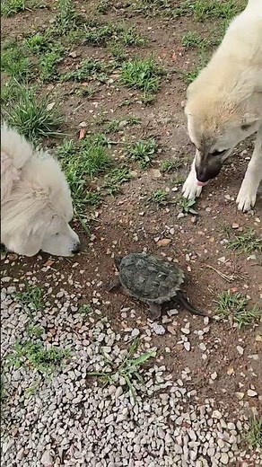 Dogs Vs Snapping Turtle