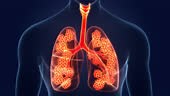 3D Animation Concept of Human Respiratory System Lungs with Alveoli...