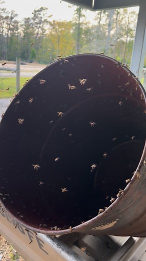 Best clean up crew around! | Burns Honey Farm
