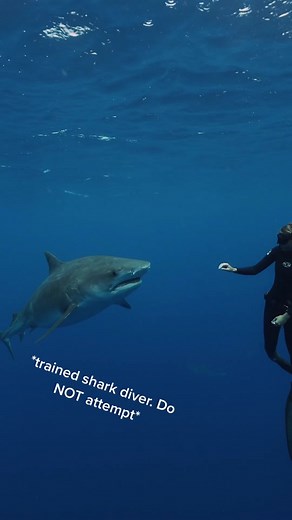 Appreciative for the sharks #shark #sharkvideo #underwatervideo #savesharks
