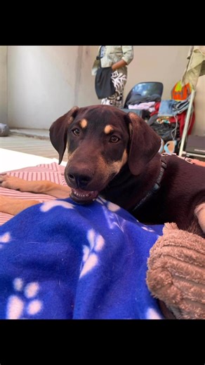 VOLUNTEERING AT WOODROCK A day at the park. Giving learners and dogs a feeling of park outings. And boy what a winning formula. A lot goes into planning. But so worth it. Volunteering at Woodrock follows a clear, structured program designed to guide every learner with purpose. We include, educate, and support young people through a monitored, planned system led by experienced educators. Every session has intention teaching responsibility, compassion, and practical animal care ensuring learners g