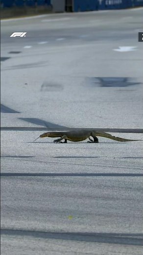 LIZARDS On The Track! 🦎🤯