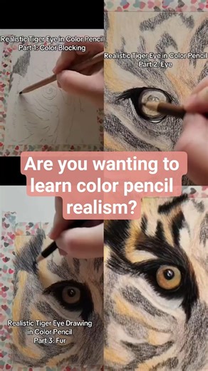 Want to Learn Realism? Realistic Tiger Portrait Colored Pencil Drawing #art #drawing #shorts #viral