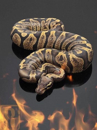 1.2K views | Zebra Combo This gorgeous rare ball python is #X781554951. Shop online by visiting www.roussisreptiles.com or clicking the link in our bio! #dowhwhatyoulove #zebraballpython #zebracomboballpython #ballpythons #zebracombo#raresnakes #rareballpythons #roussisreptiles #snakesofinstagram #ballpythonsofinstagram #availablenow | Roussis Reptiles | Facebook