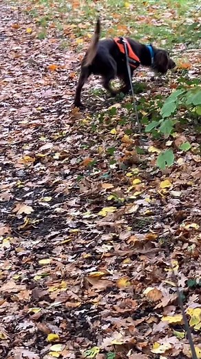 Ralph enjoying a walk in the woods #workingcocker #workingcockerspaniel #doglife #doglover #dogloveruk | Paws Claws and More | Facebook