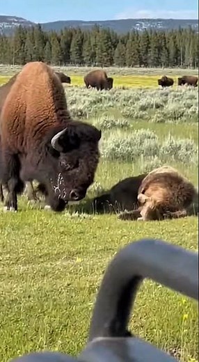 Bison vs Grizzly: The Battle for the Plains
