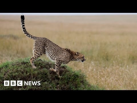 Cheetahs make a return to India after 70 years – BBC News