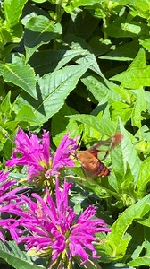 118 reactions · 3 comments | Bee balm (Monarda species) isn't just for the bees! If you're lucky, you can also catch hummingbird moths enjoying the sweet nectar from these flowers. Bonus points if you spot the bee (photo)bomb the bee balm!   | Mt. Cuba Center | Facebook