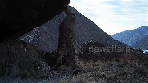 Rare clip of snow leopards making loud mating calls