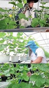 2.9K views · 39 reactions | Why do we need to pollinate melons? Because no pollination = no fruit! Melons need a little help from us to move pollen from male to female flowers for successful fruit development. Manual pollination ensures better yield and uniform fruits—especially in controlled environments like greenhouses. Seeds available at Katanim Store. #Katanim #MelonPollination #GrowWithPurpose #LoveLove | Katanim | Facebook