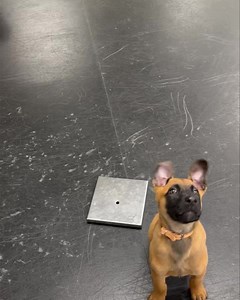 1.1K views · 58 reactions | Operant conditioning with Ferris nine weeks old | Dogs By Andy K-9 Services | Facebook