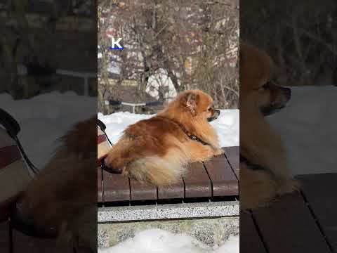 Spring returns to Ukraine after a winter of freezing temperatures and blackouts