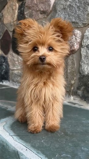 Send to someone who should get a Pomapoo 🧸✨ #pomapoo #poodlemix #teddybeardog #pomeranian | Honey the Pomapoo