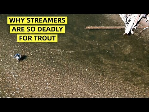 Why Streamers Work So Well For Trout
