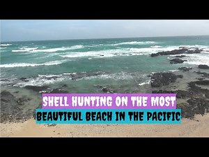 What a lucky seashell hunt on the most beautiful beach in the Pacific